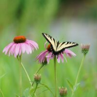 Patriot Connect Update–July 2025 – Patriot Connect